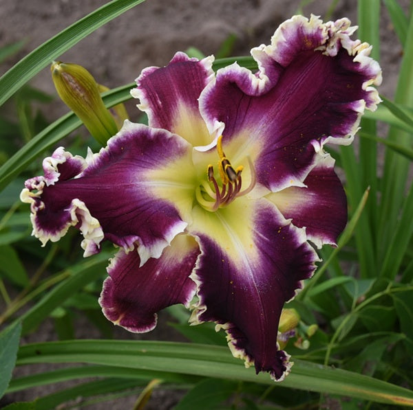 Ladybug Bea You Too Full – Sterrett Gardens