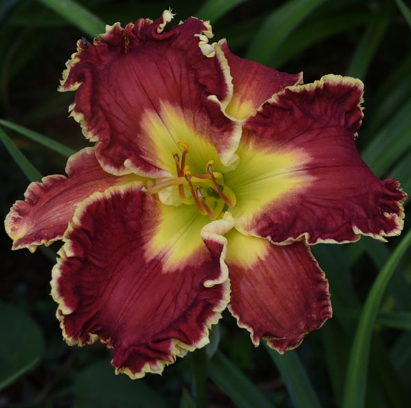 Red Kaboom – Sterrett Gardens